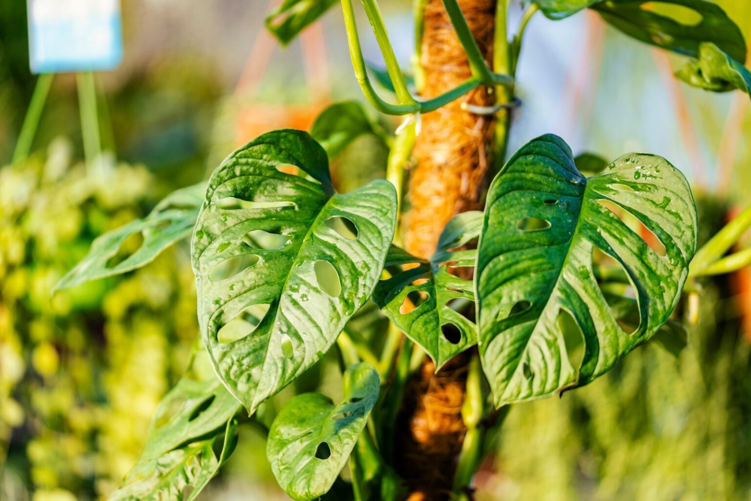 Monstera Monkey Leaf: Pflege, Standort & Co. - Plantura