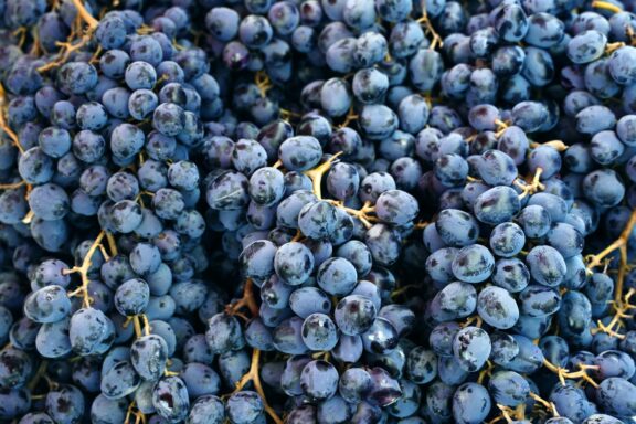 Muscat Bleu-Traube: Anbau, Pflege & Ernte - Plantura
