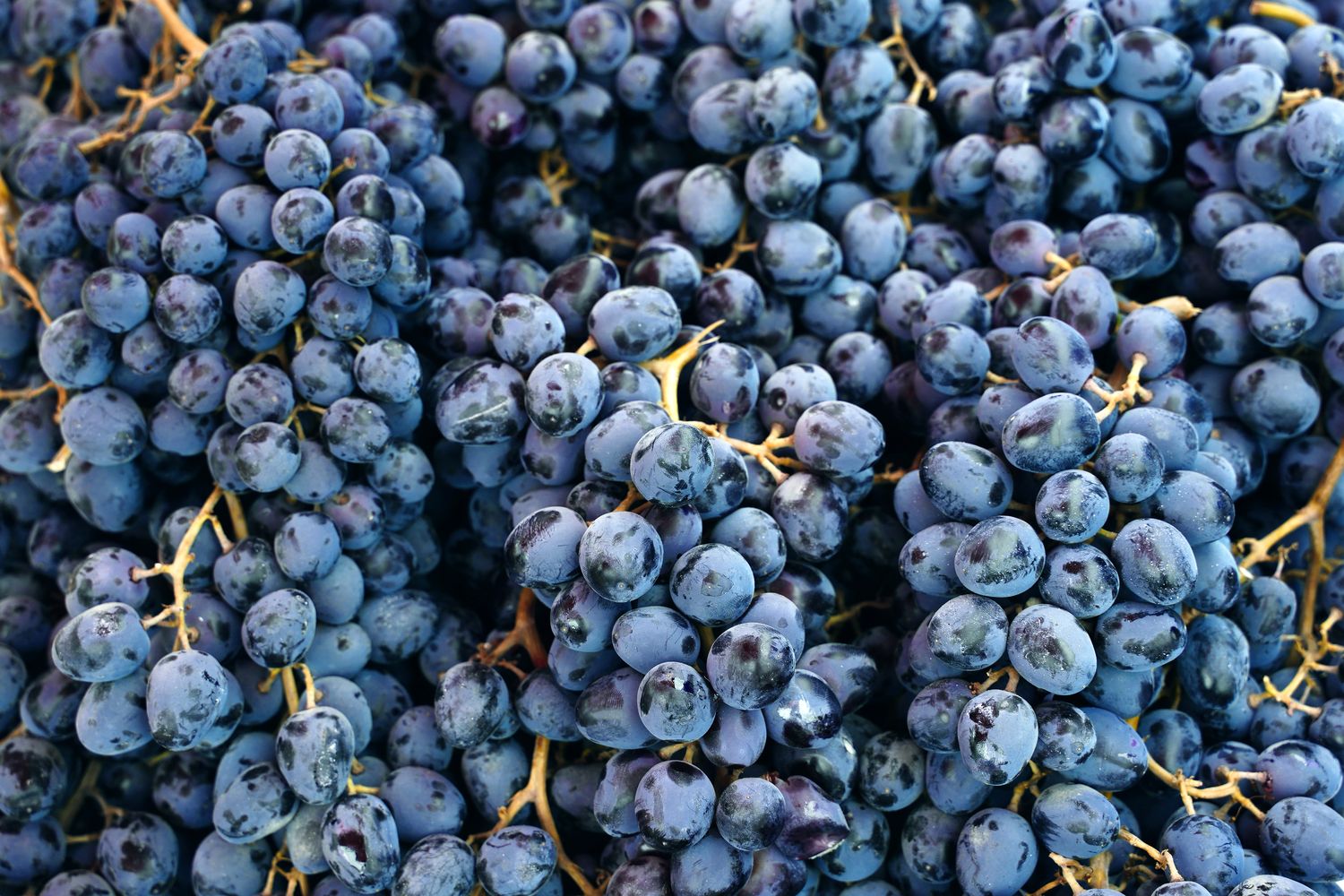 Muscat Bleu-Traube: Anbau, Pflege & Ernte - Plantura