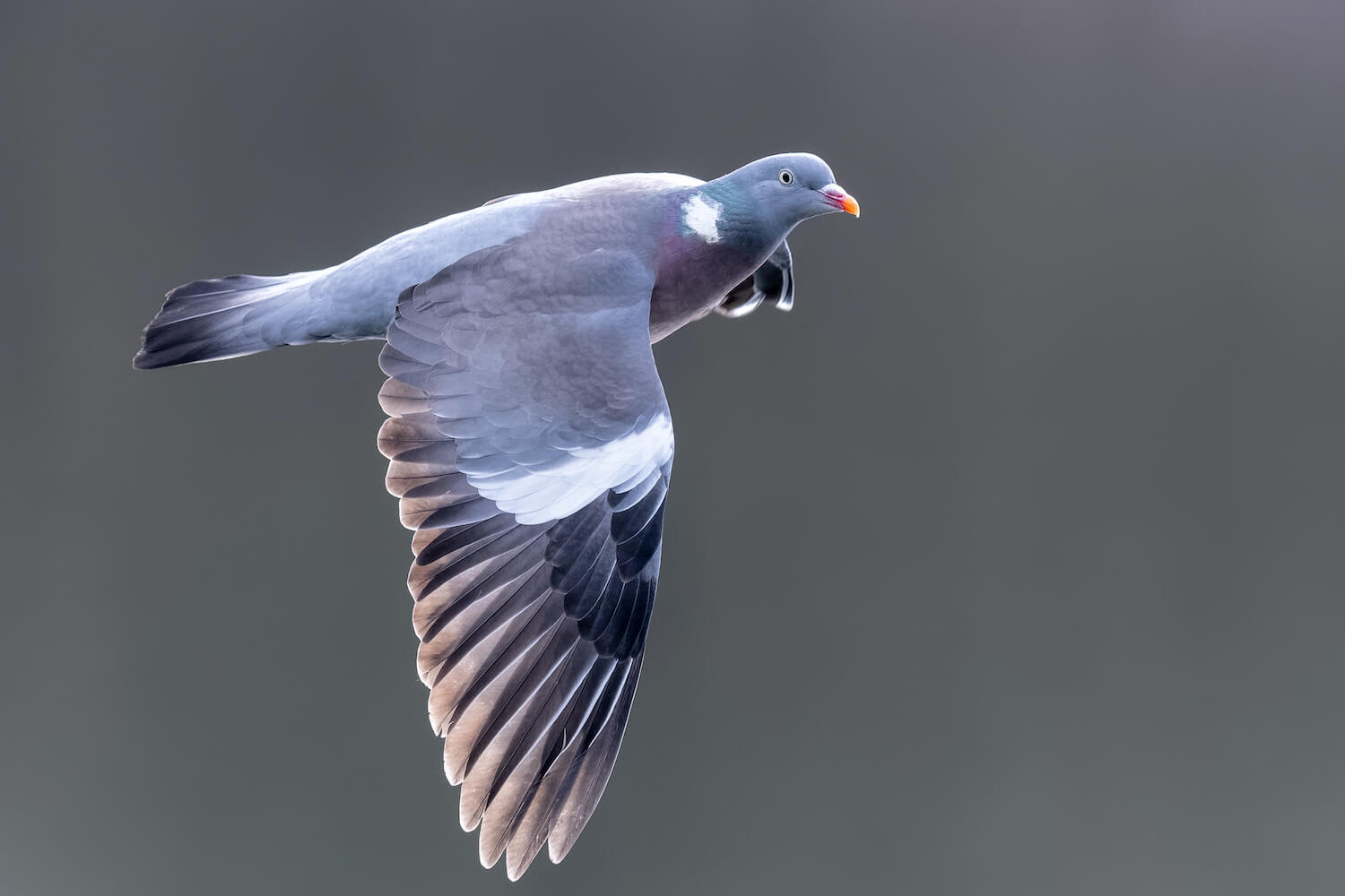 Ringeltaube: Brutzeit, Futter, Aussehen & Co - Plantura