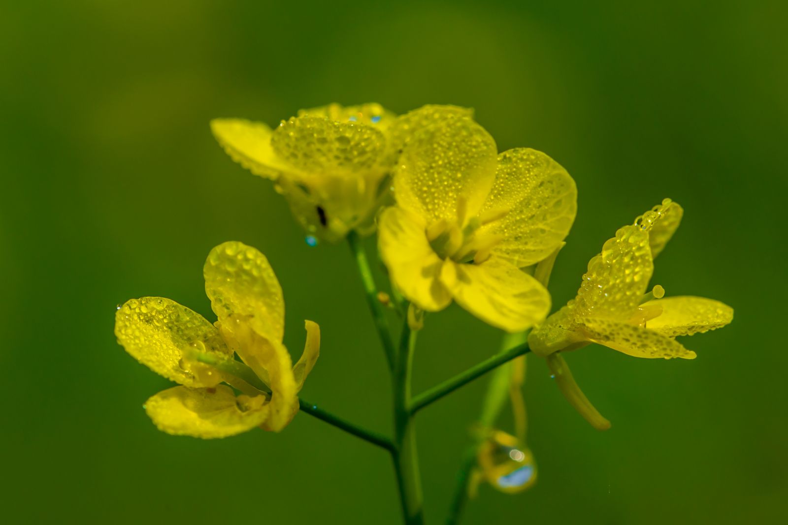 Senfpflanze: Herkunft, Blüte & Senf-Ernte - Plantura