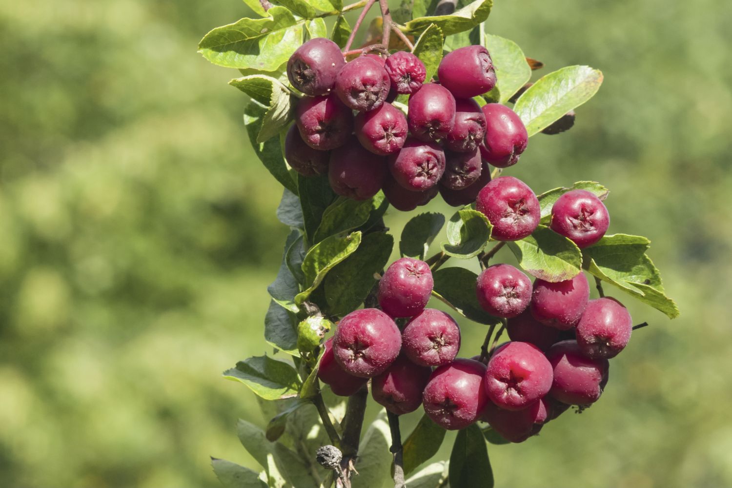 Aronia-Sorten: Beliebte Arten & Sorten - Plantura