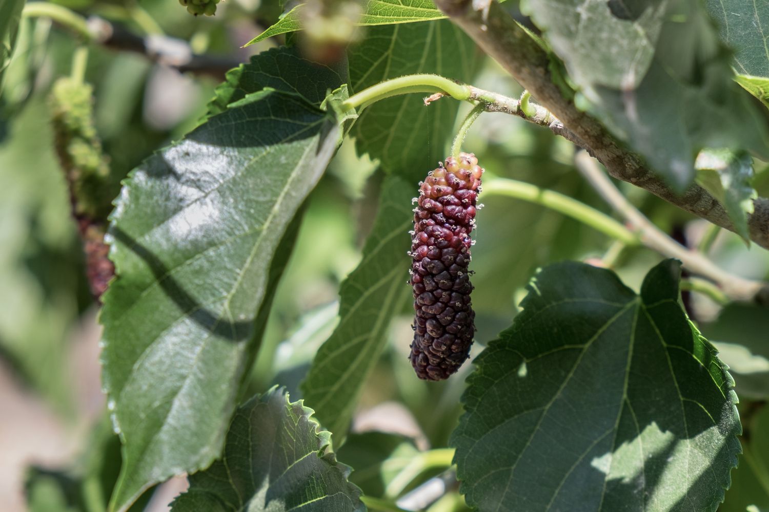 Maulbeerbaum-Sorten im Überblick - Plantura