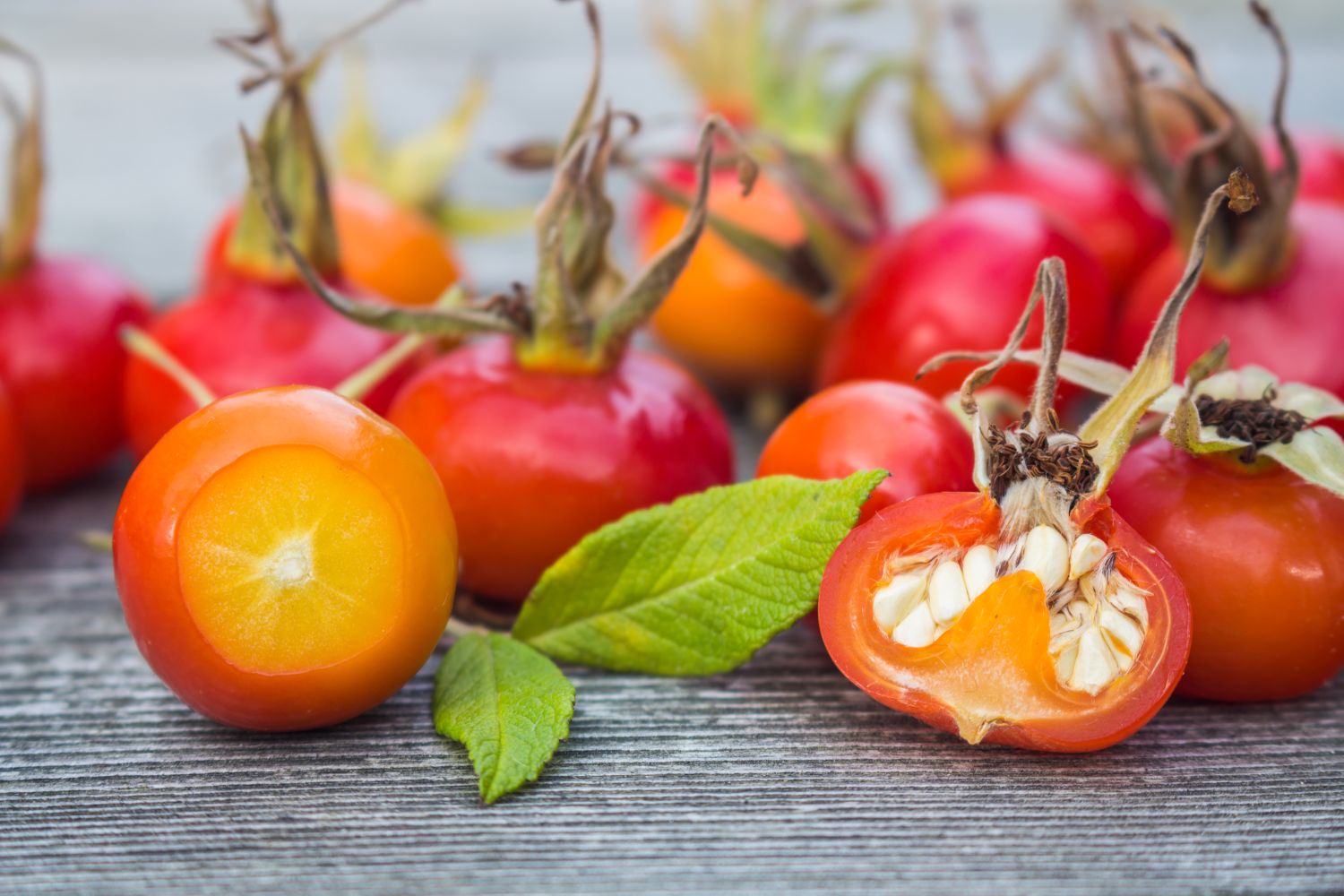 Hagebutten pflanzen: Standort, Vorgehen & Pflege - Plantura