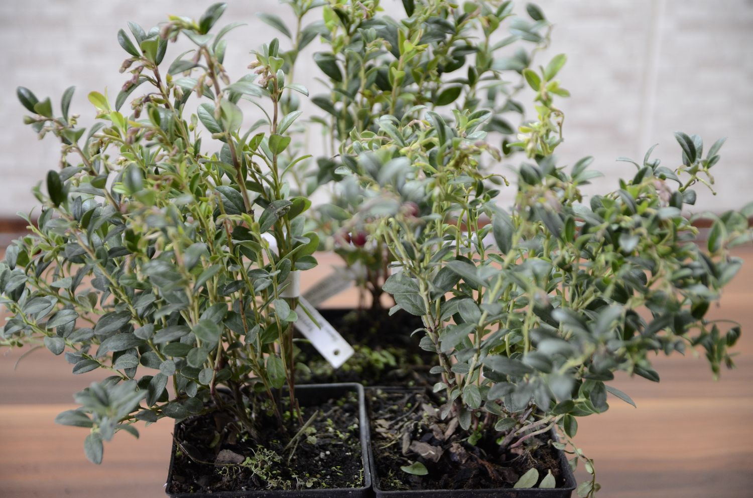 Preiselbeeren: Pflanzen, Sorten & Verwendung - Plantura