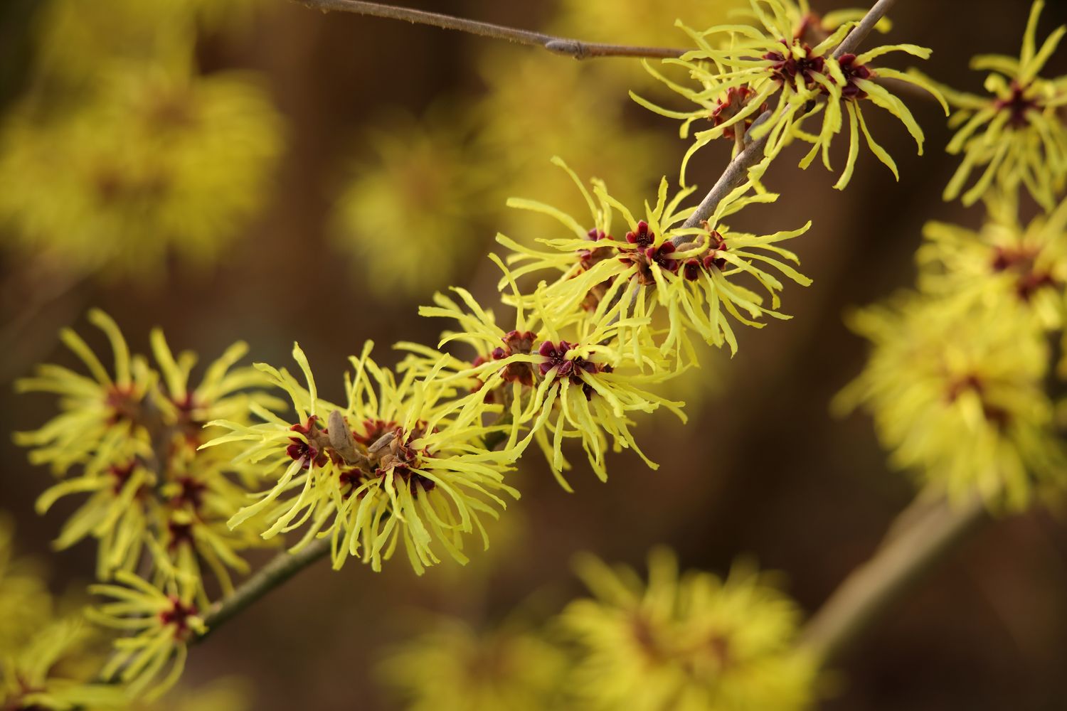Frühblühende Sträucher für den Garten - Plantura