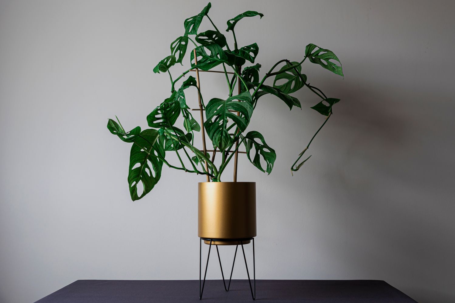 Monstera-Arten: Liste der schönsten Monsteras - Plantura