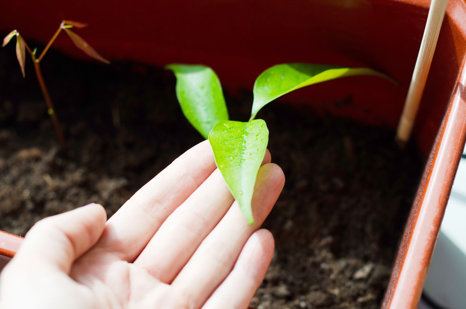 Litschibaum: Herkunft, Anpflanzen & Pflege - Plantura