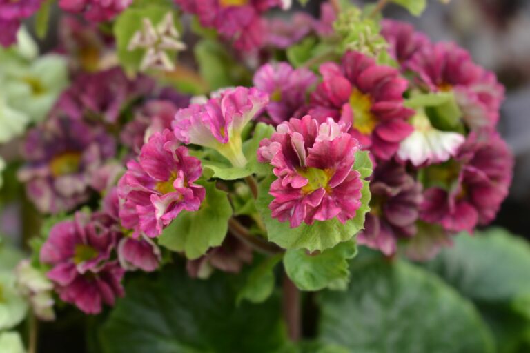 Primel-Arten: Übersicht der schönsten Arten - Plantura