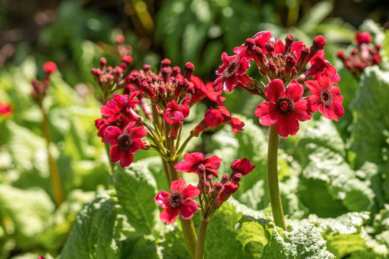 Primel-Arten: Übersicht der schönsten Arten - Plantura