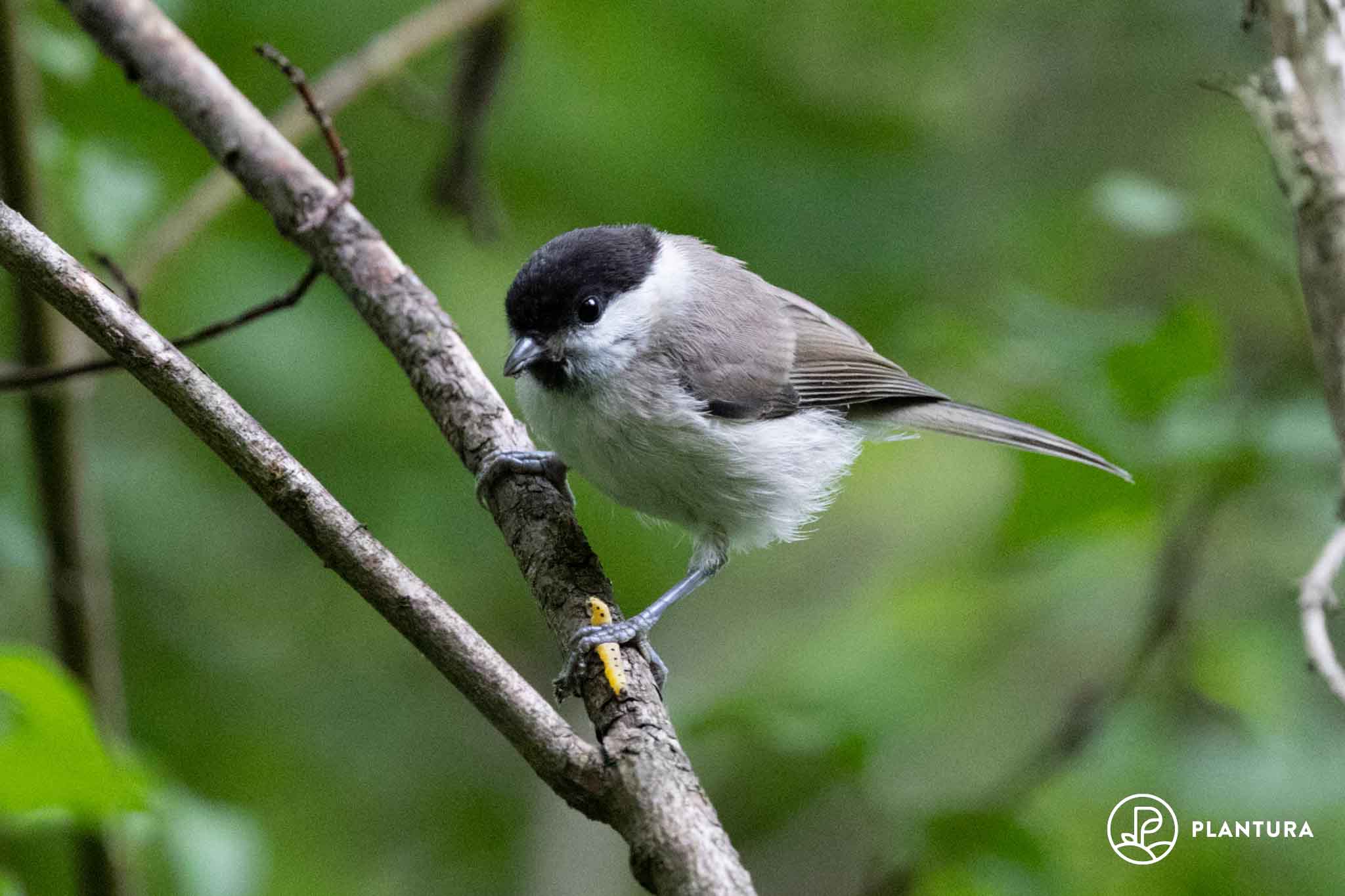Sumpfmeise: Bilder & Gesang der Nonnenmeise - Plantura