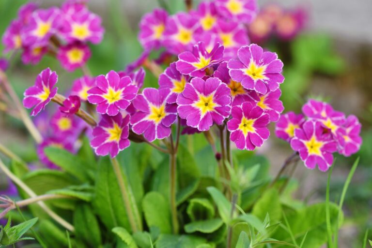 Primel-Arten: Übersicht der schönsten Arten - Plantura