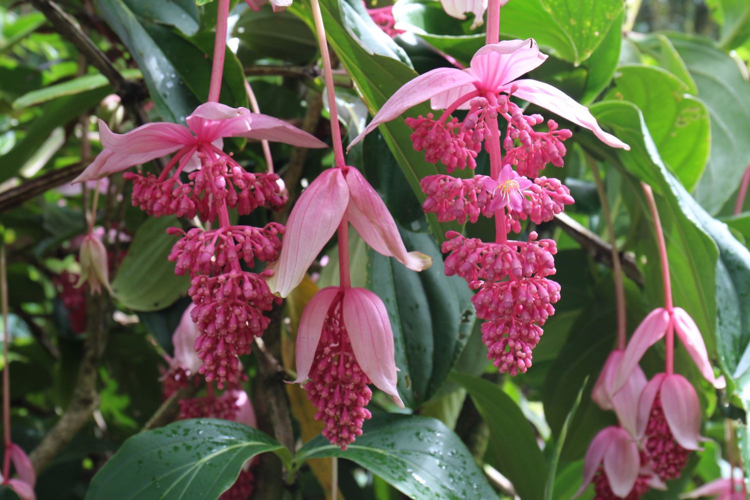 Pflege Von Medinilla