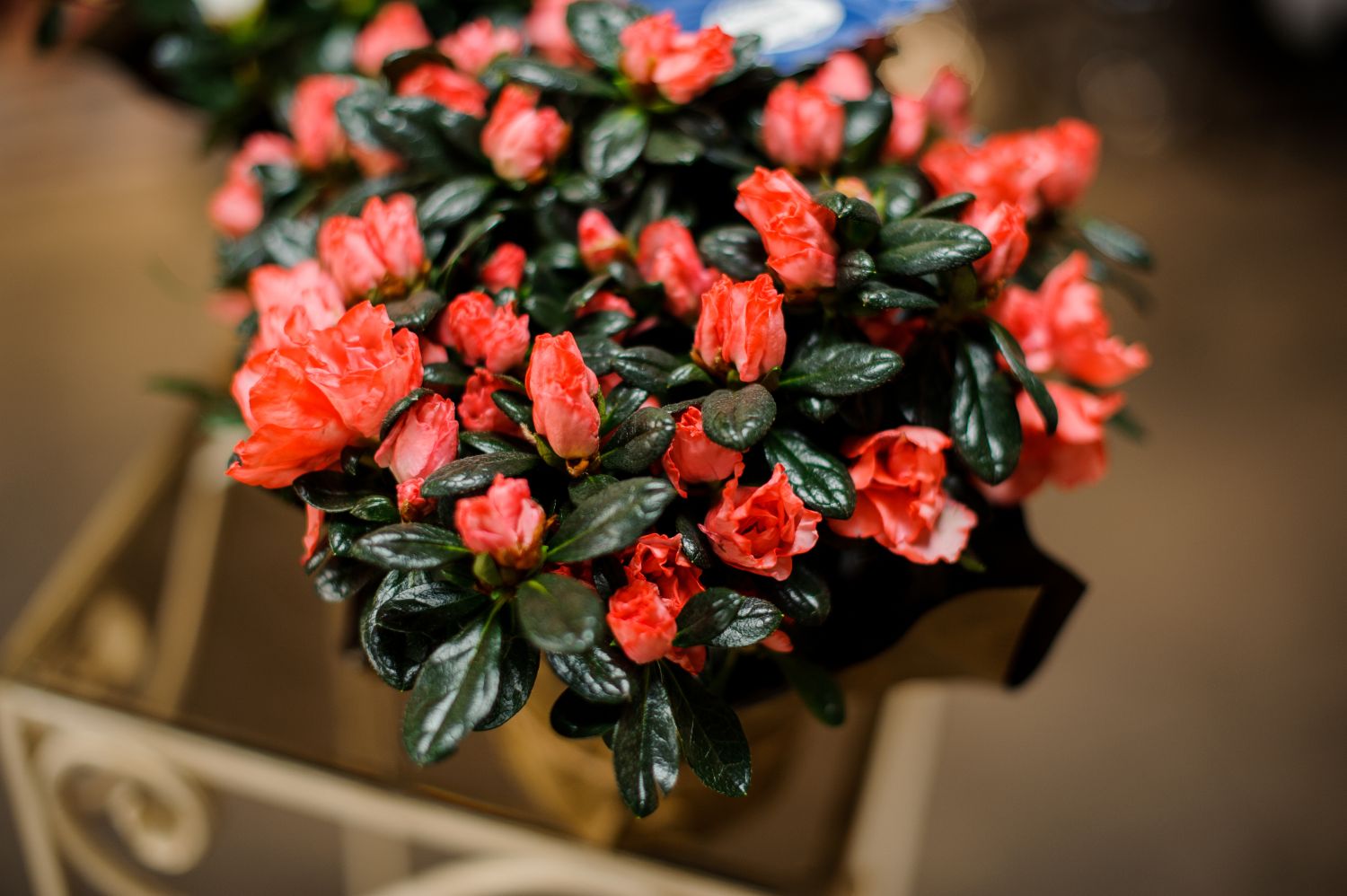 Azaleenarten: Die schönsten für Haus & Freiland - Plantura