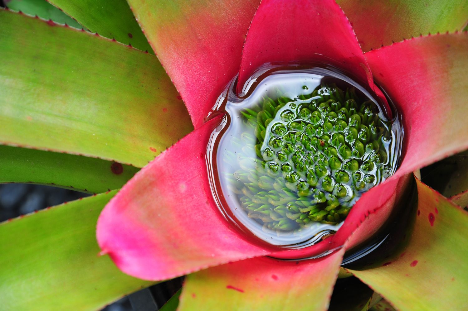 Bromelien: Pflege, Standort & Arten - Plantura