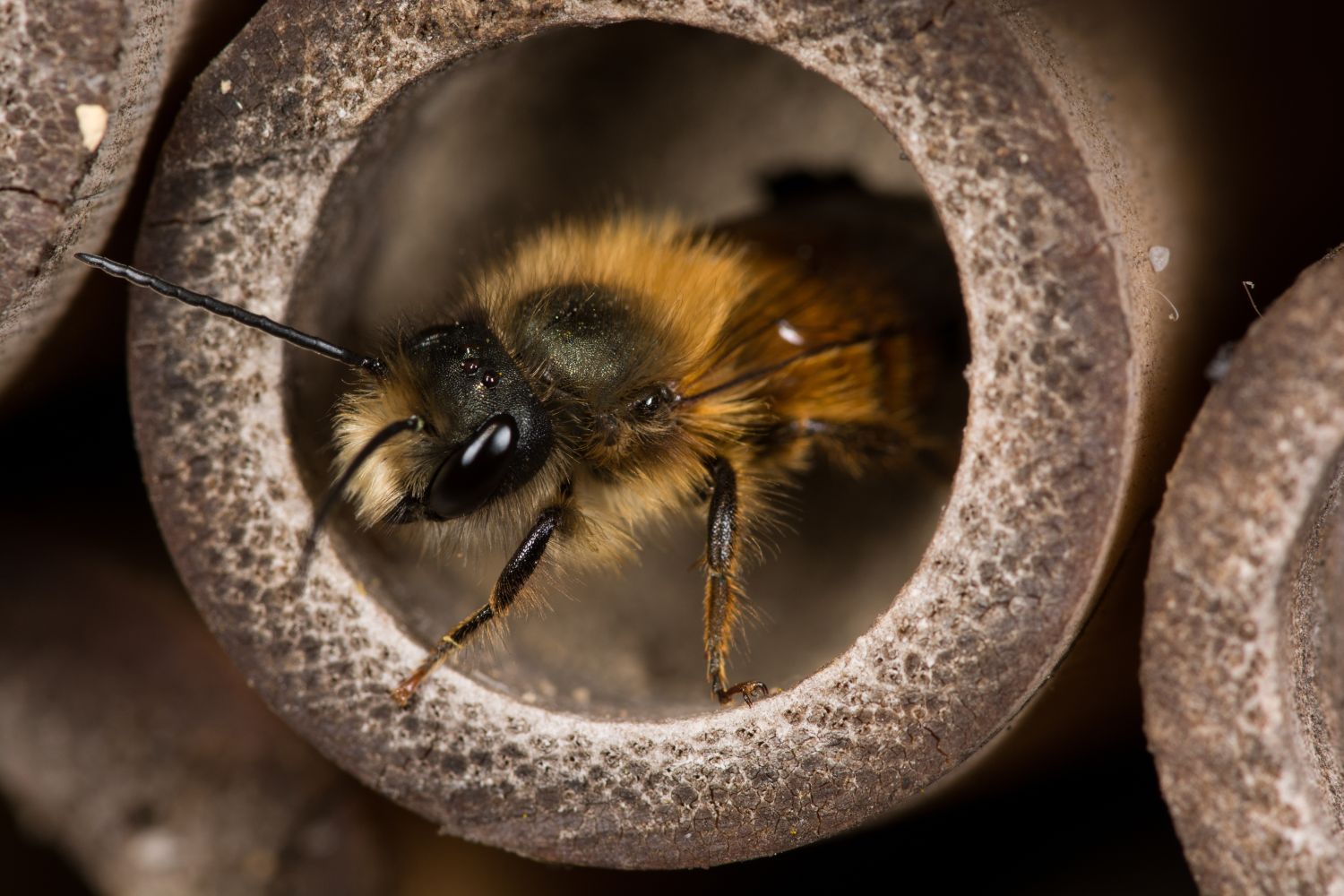 Heimische Wildbienen: Im Vergleich – FOQGCL