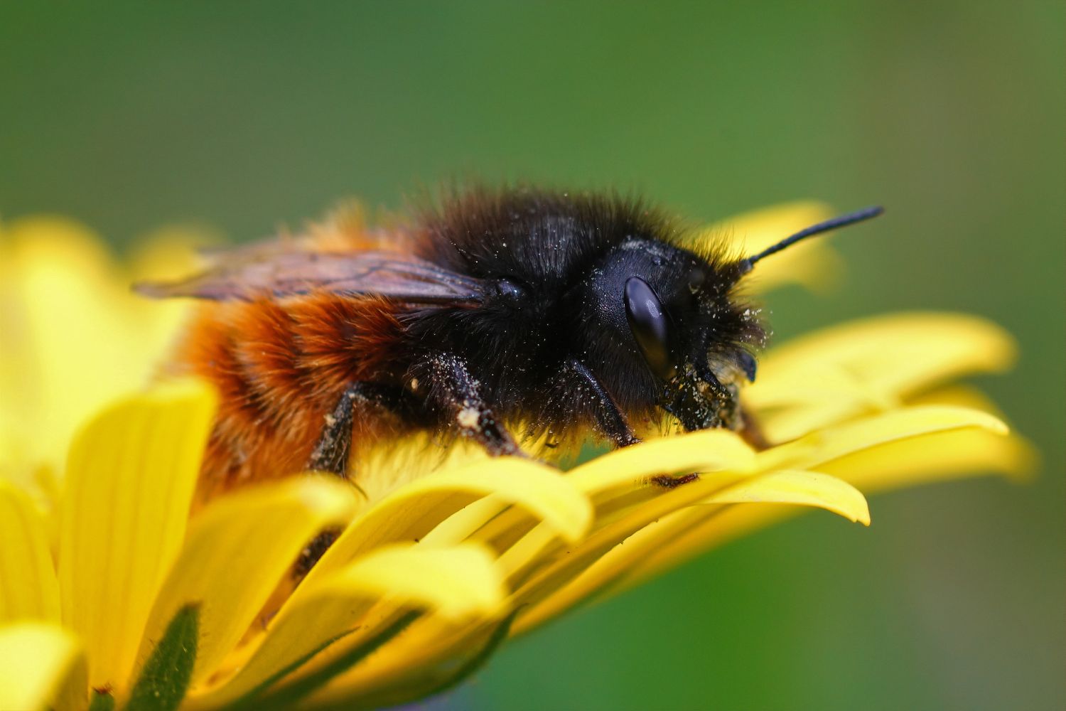 Wildbienen bestimmen & unterstützen - Plantura