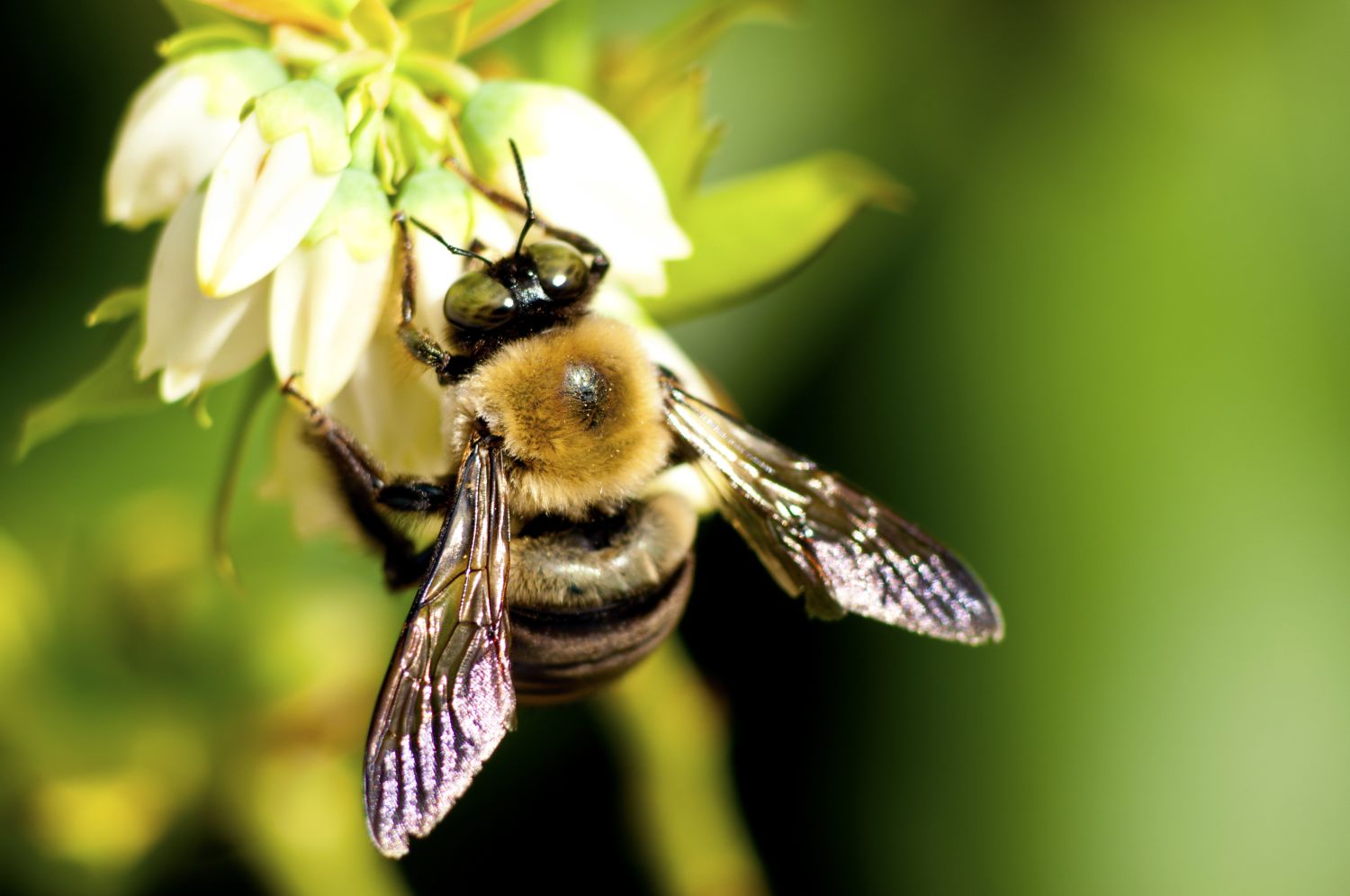 Wo Leben Wildbienen Wirklich – Steckbrief Wildbienen – UODP