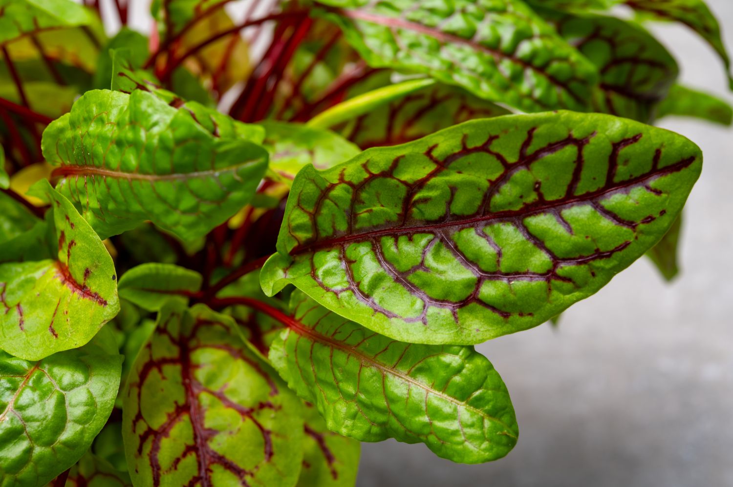 Blutampfer: Standort, Winterhärte & Verwendung - Plantura