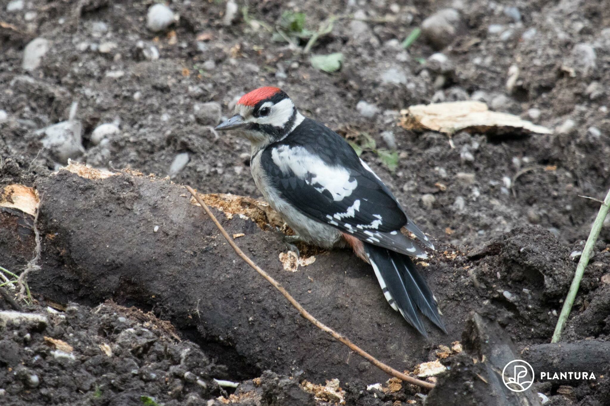 Buntspecht: Nest, Futter & Gesang des Buntspechts - Plantura