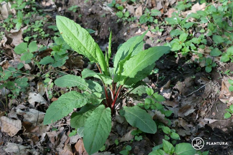 Sauerampfer anpflanzen, pflegen & vermehren - Plantura