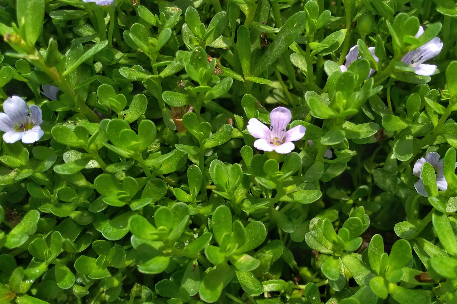 Brahmi: Pflanzen, Wirkung & Verwendung - Plantura