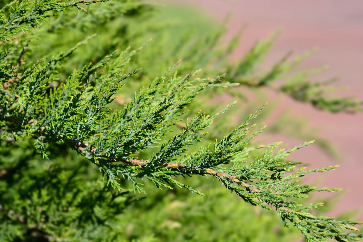 Die schönsten Wacholder-Arten für den Garten - Plantura