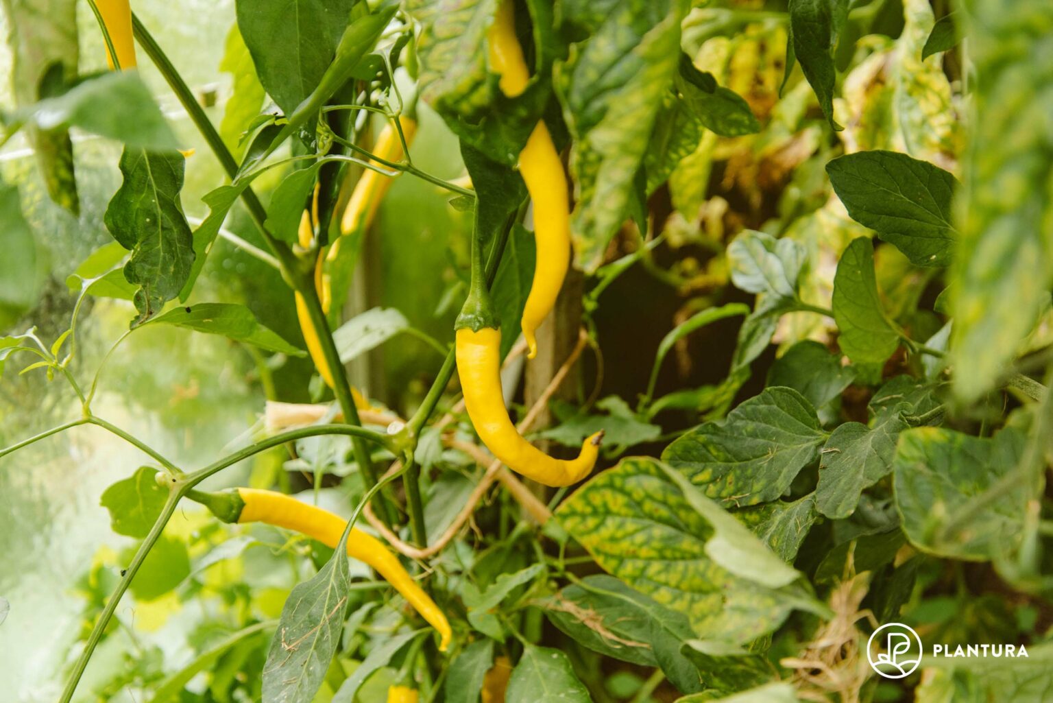 Chilisorten: Die besten scharfen & milden Chilis - Plantura