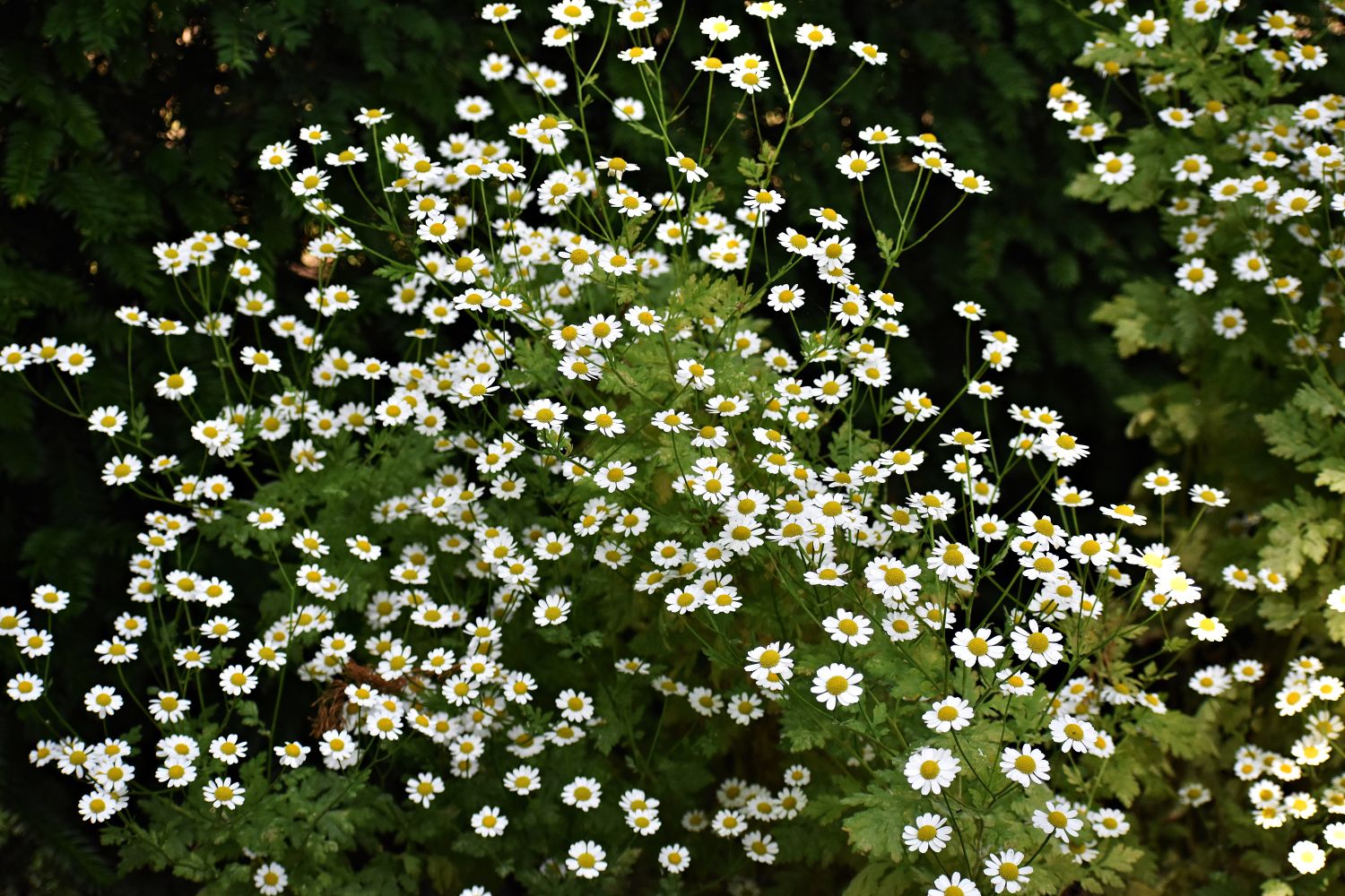 Mutterkraut: Pflanzen, Wirkung & Verwechslung - Plantura