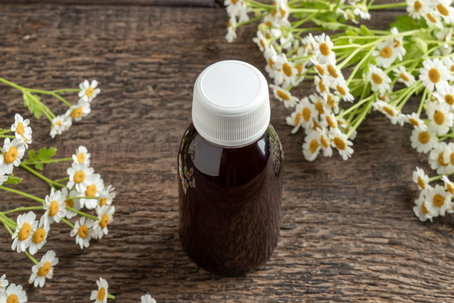 Mutterkraut: Pflanzen, Wirkung & Verwechslung - Plantura