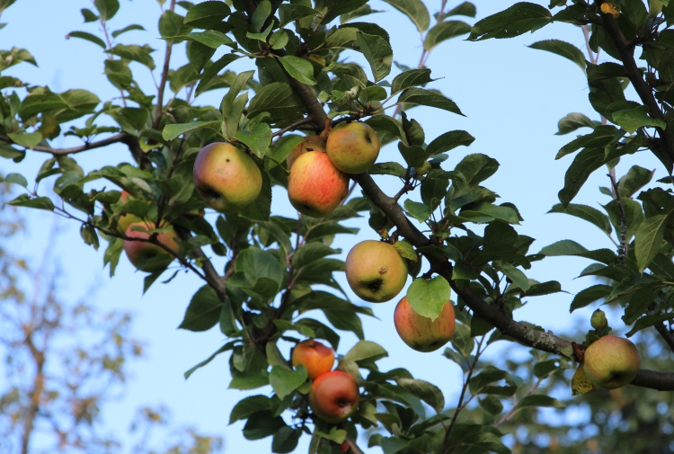 Obst: Tipps & Tricks für eine reiche Ernte - Plantura