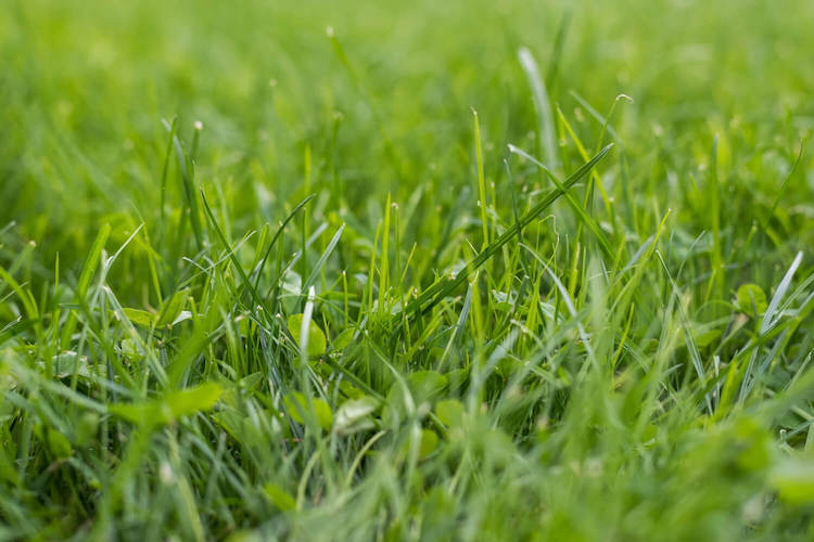 Rasen: Richtig anlegen & pflegen - Plantura