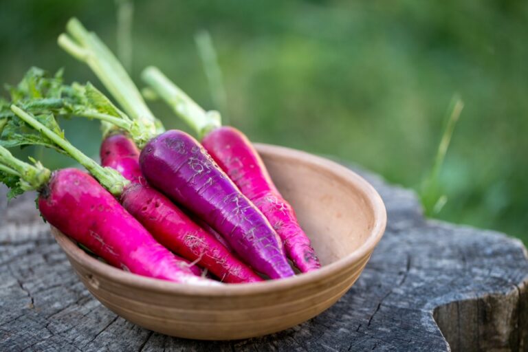 Rettich-Sorten: Die besten für den Anbau - Plantura