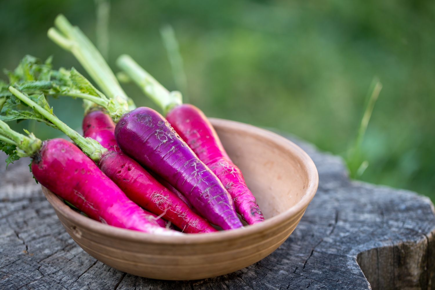 Rettich-Sorten: Die besten für den Anbau - Plantura