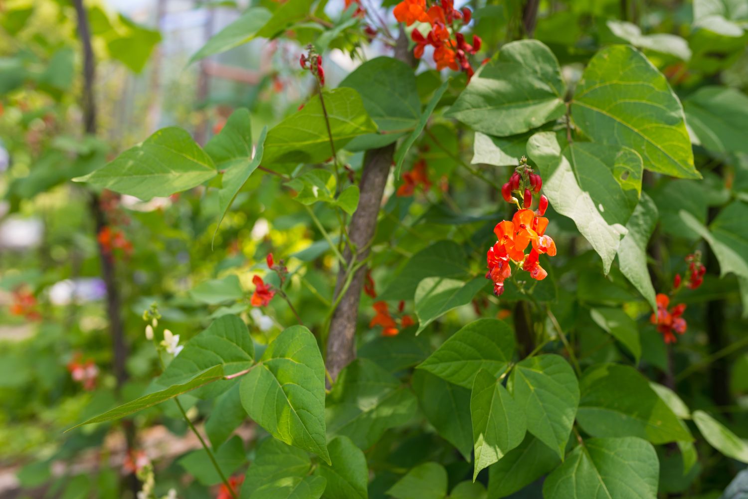 Feuerbohne: Pflanzen, Standort & Ernte - Plantura
