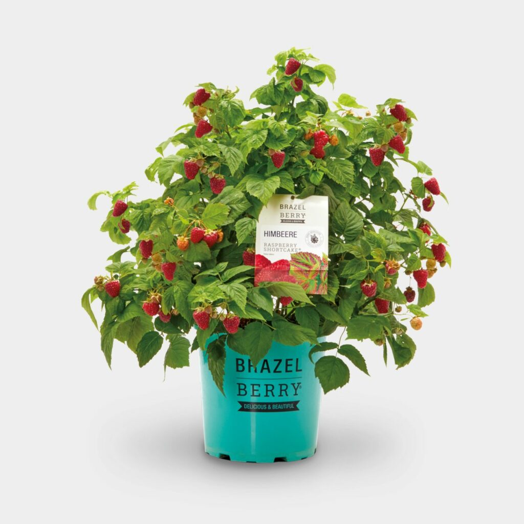 Plantura Magazin - Nachhaltiges Gärtnern für alle