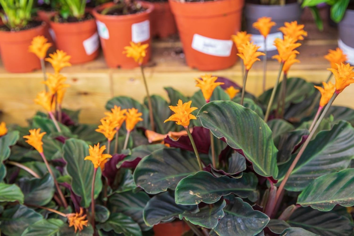 Calathea crocata: Pflege, Standort & Co - Plantura