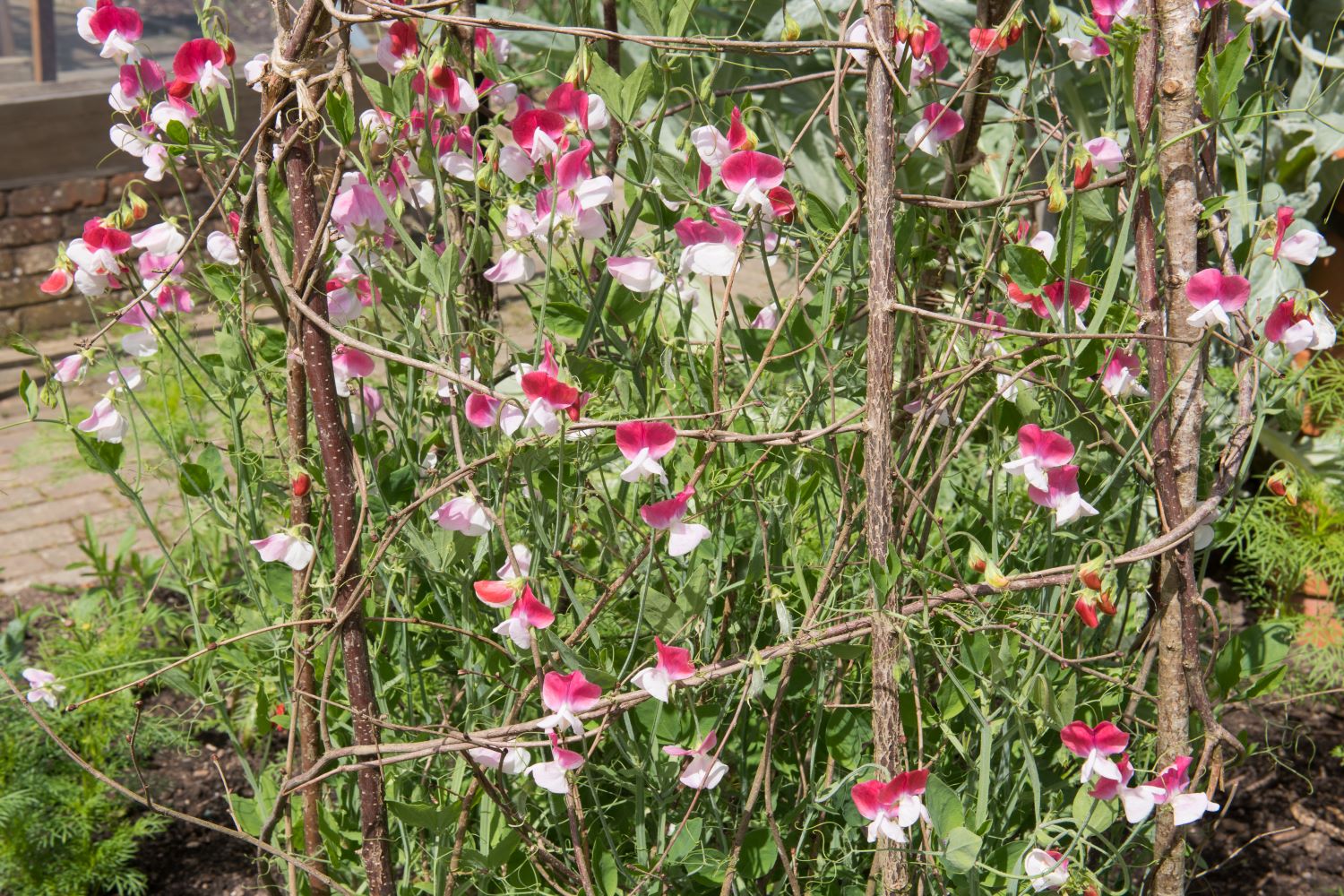 Duftwicke: Standort, Aussaat & Arten - Plantura