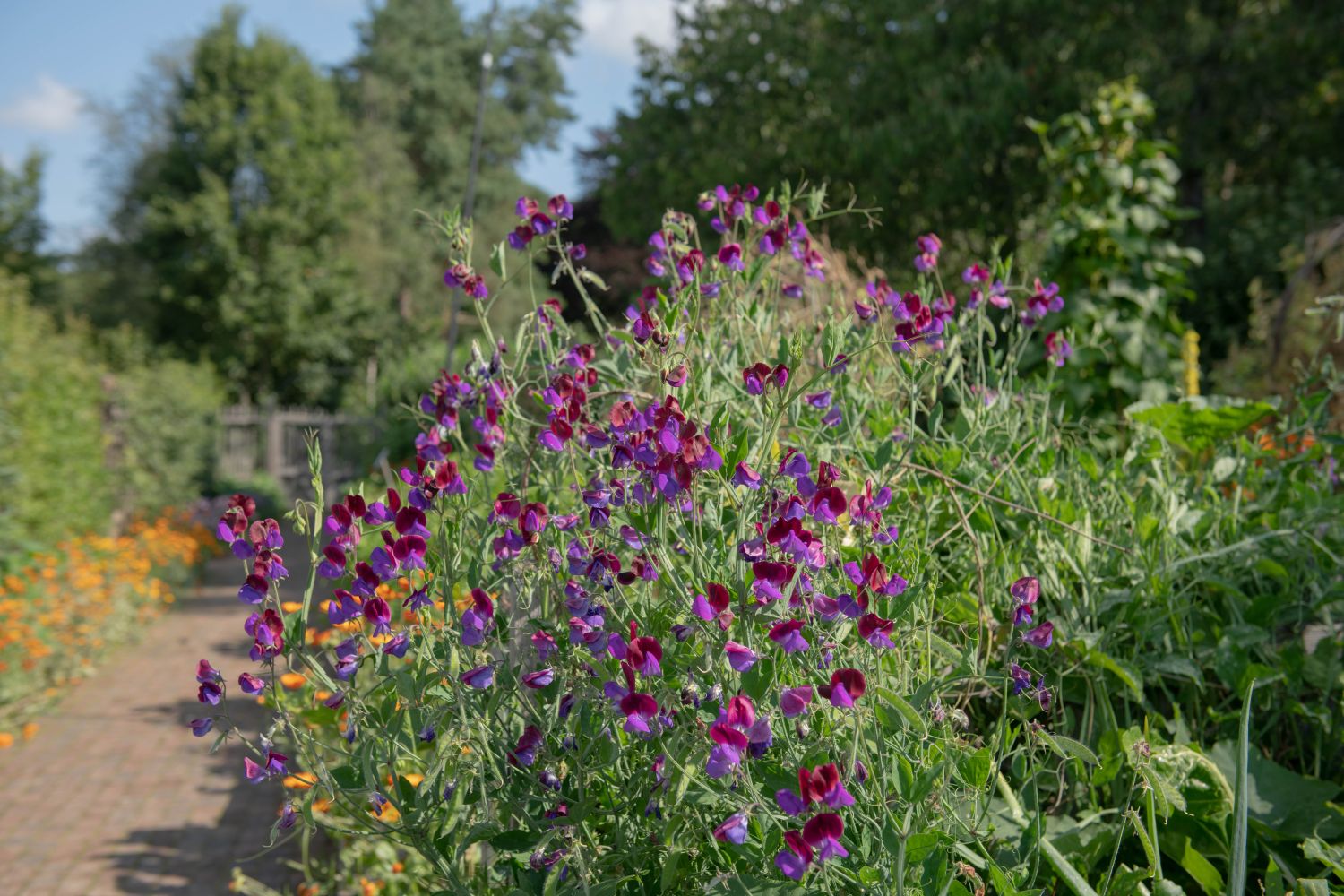 Duftwicke: Standort, Aussaat & Arten - Plantura