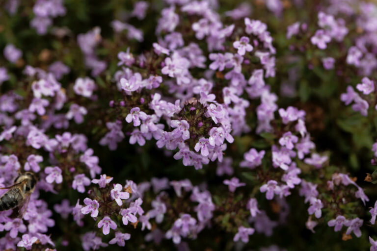 Polsterthymian pflanzen, schneiden & Co. - Plantura