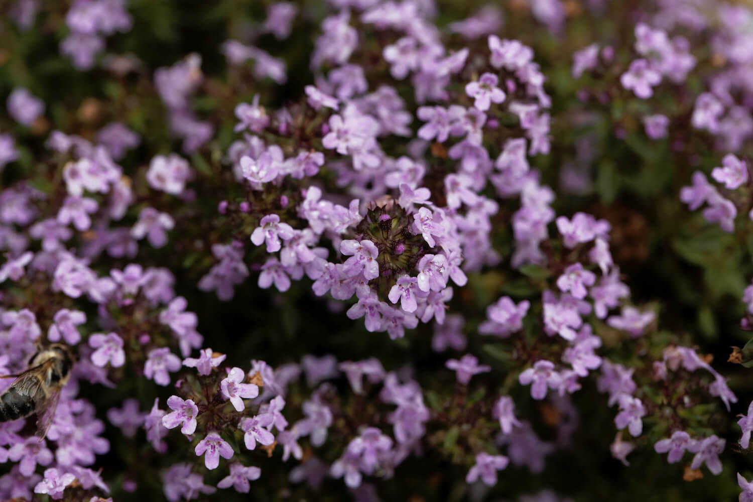 Polsterthymian pflanzen, schneiden & Co. - Plantura