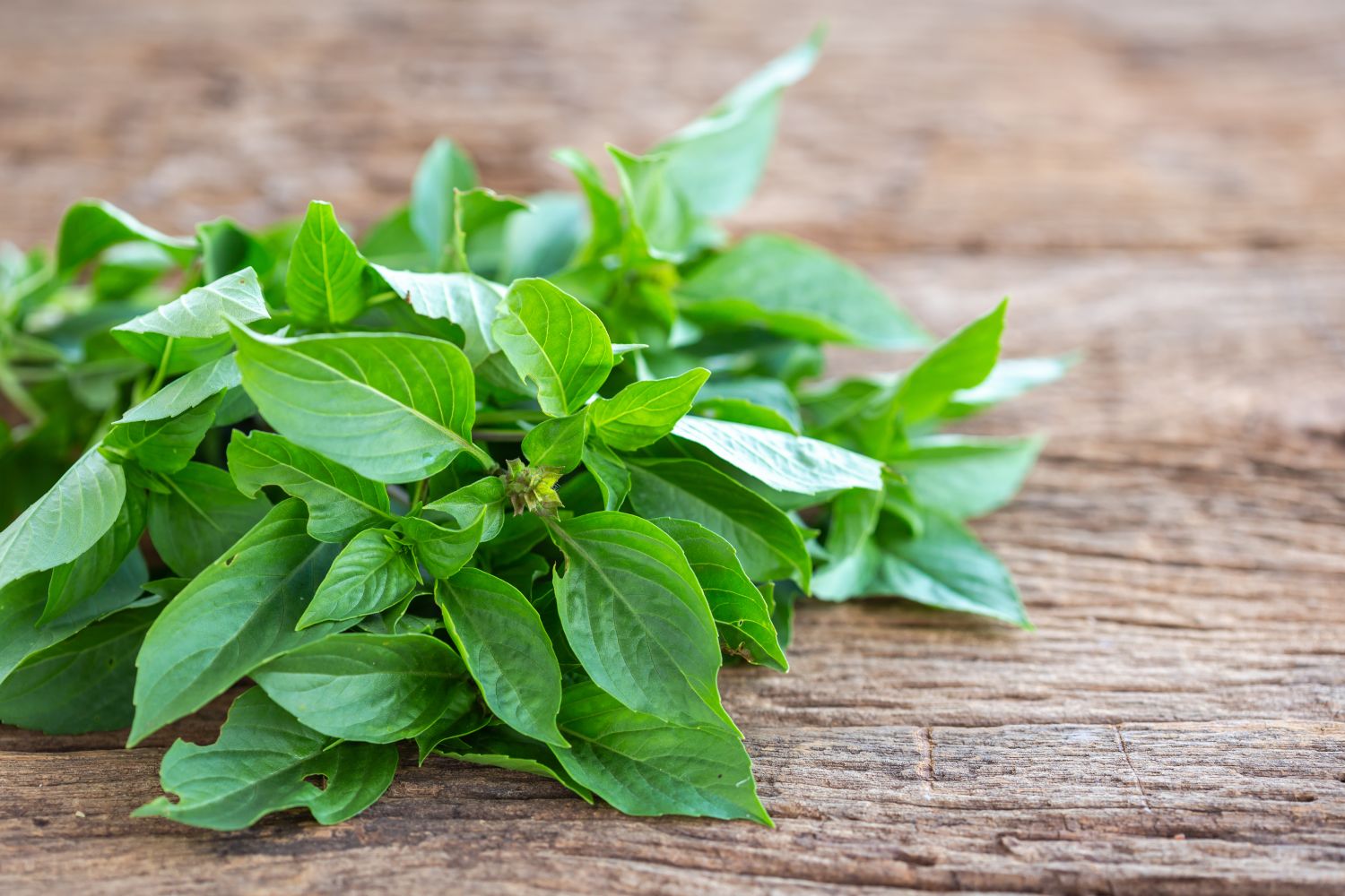 Thai-Basilikum: Pflanzen, Pflege & Haltbarmachen - Plantura