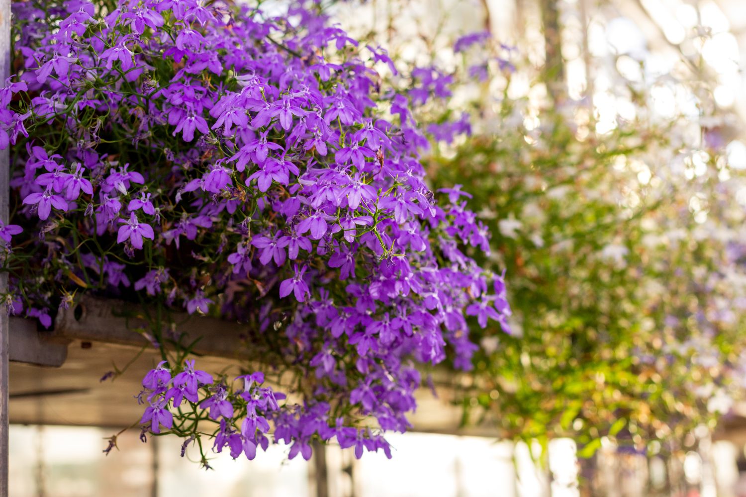 Männertreu: Blütezeit, Winterhärte & Co - Plantura