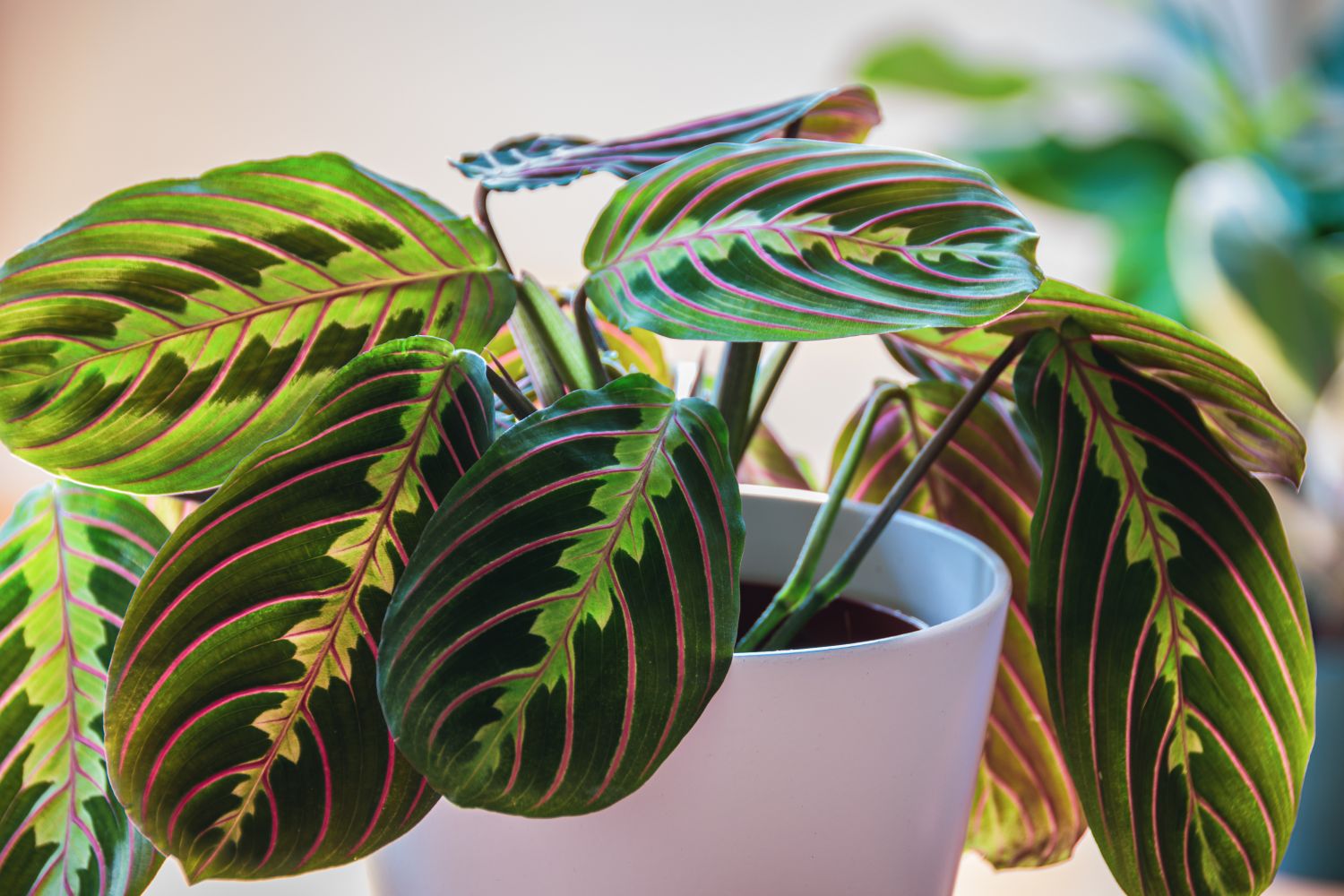 Maranta leuconeura pflegen & vermehren - Plantura