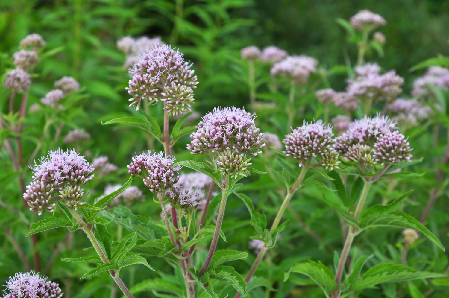 Wasserdost-Sorten & Arten im Überblick - Plantura