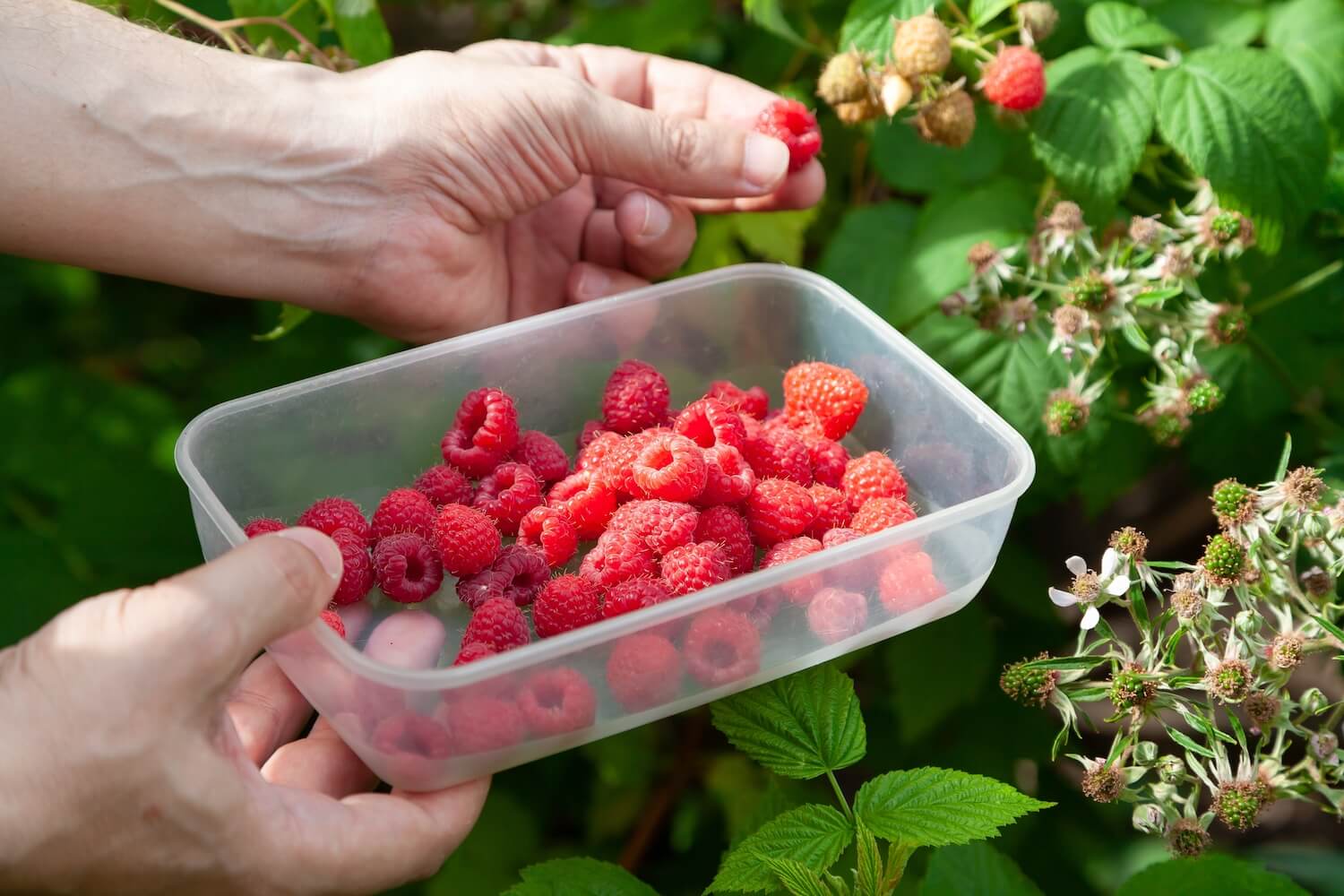 Himbeeren Pflücken In Der Nähe