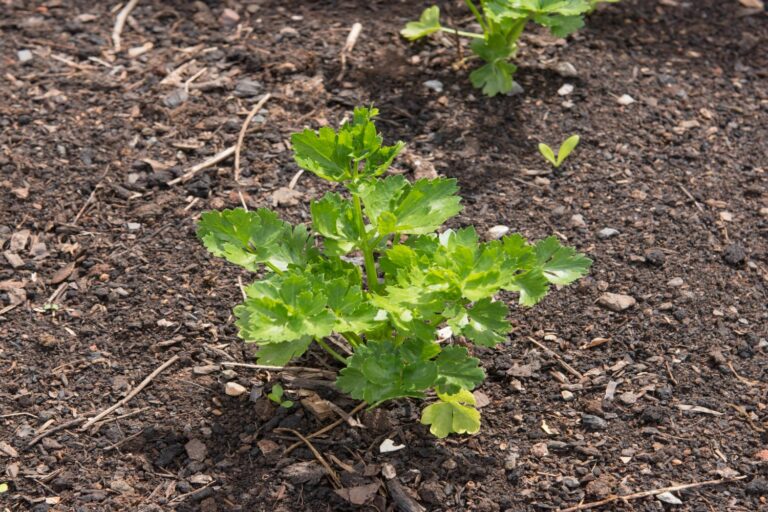 Knollensellerie anbauen, ernten & lagern - Plantura