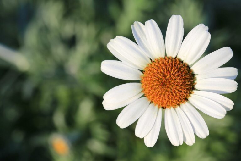 Margeriten-Arten & Sorten im Überblick - Plantura