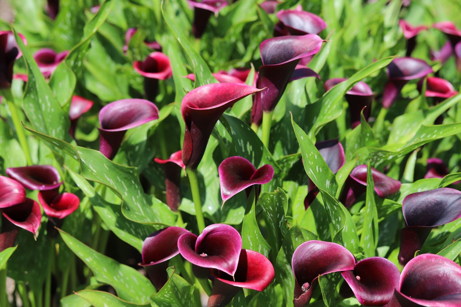 Calla-Arten & Sorten im Überblick - Plantura