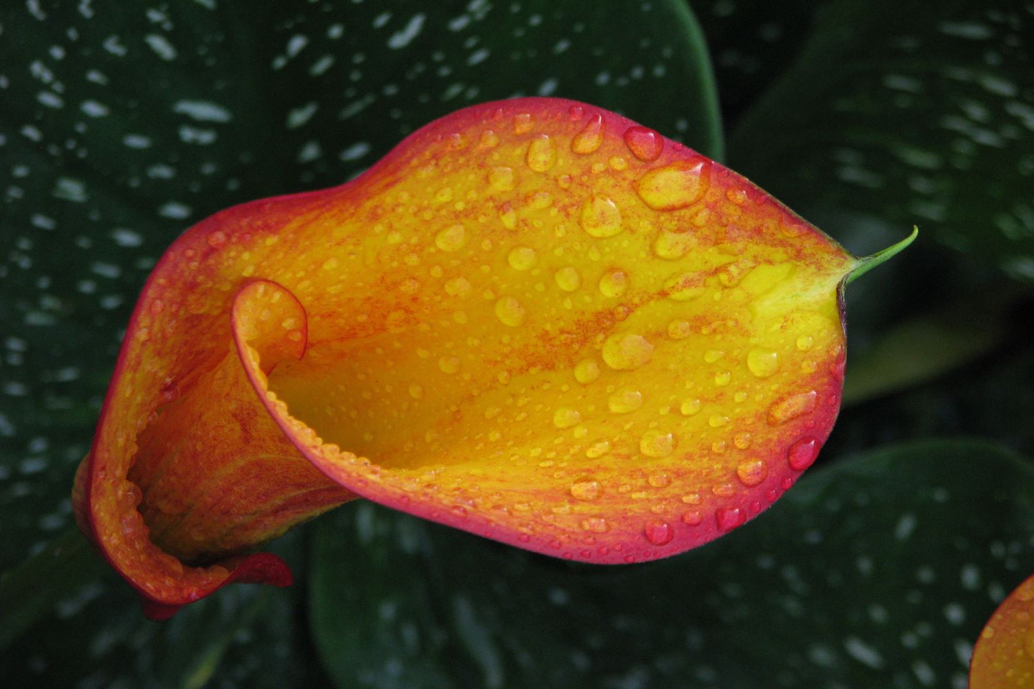 Calla-Arten & Sorten im Überblick - Plantura